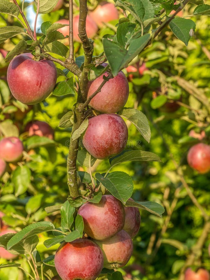 Ripe Red Apples Ripening on the Tree Stock Photo - Image of food ...