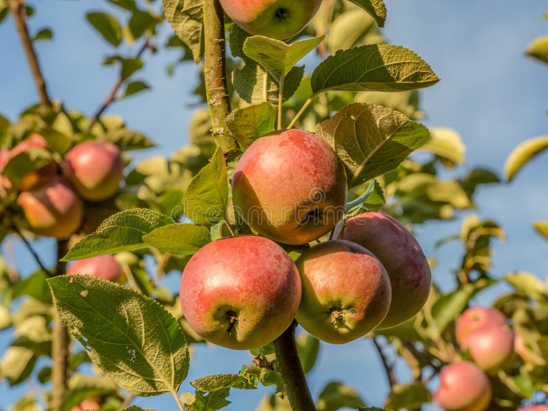 Ripe Red Apples Ripening on the Tree Stock Image - Image of gardening ...
