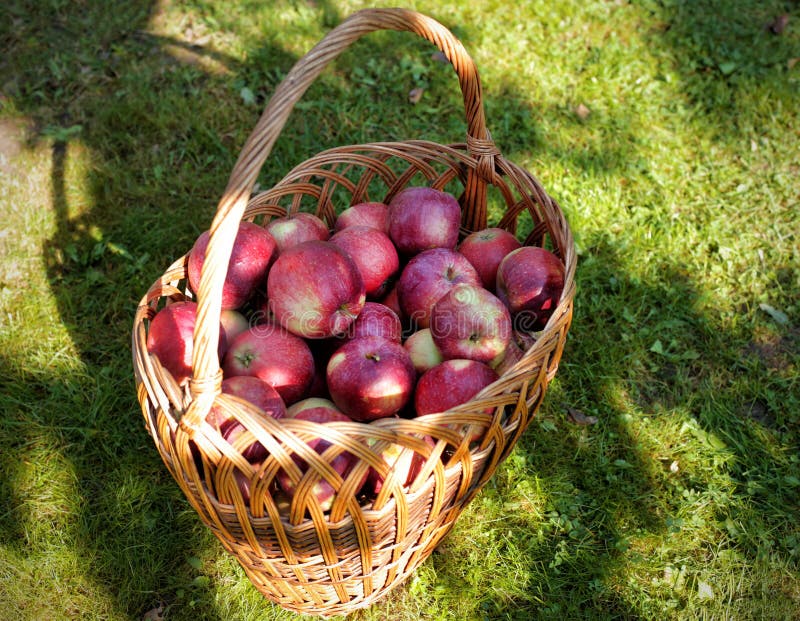Ripe Red Apples in the Sun Light Stock Photo - Image of orchard, fresh ...