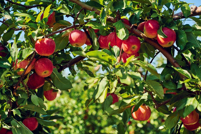 Ripe red apples on a tree stock image. Image of plant - 158787343