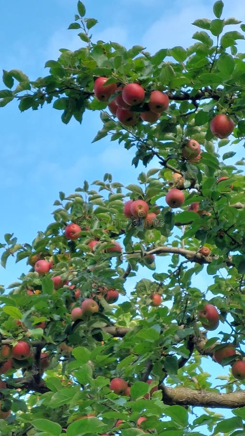 Ripe red apples on tree stock image. Image of harvest - 257246599