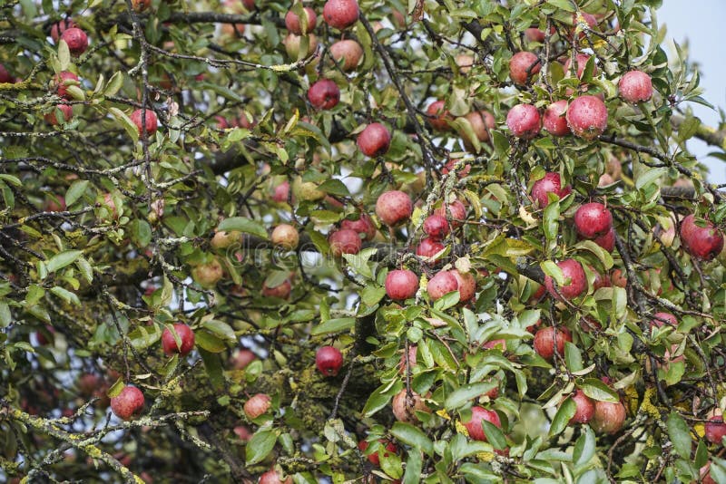 Ripe Red Apples on a Tree in Summer Stock Photo - Image of farm, leaf ...