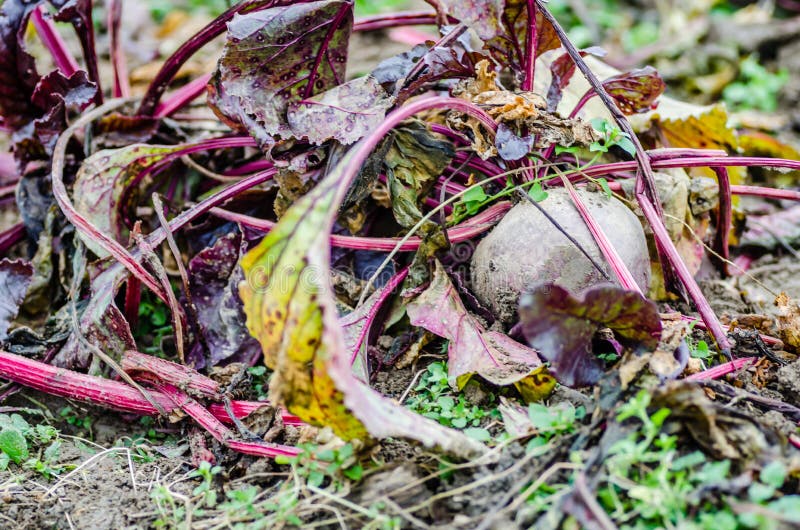 The Ripe Red Beet Fruit Sprouted from the Ground Stock Photo - Image of ...