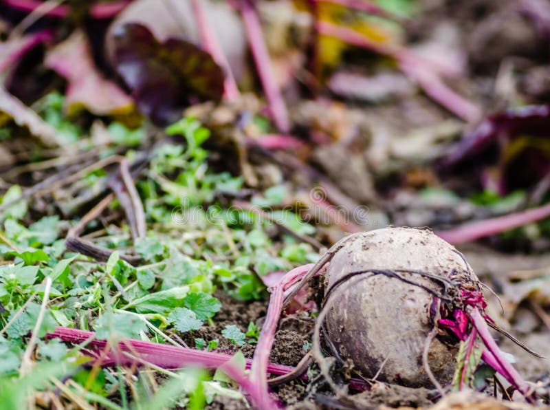The Ripe Red Beet Fruit Sprouted from the Ground Stock Photo - Image of ...
