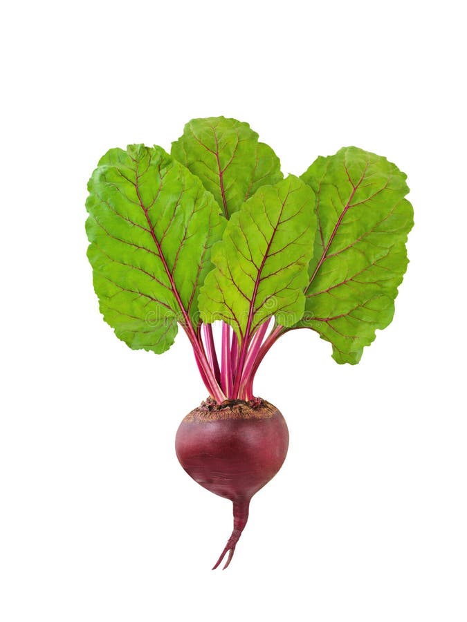 Ripe Red Beet Root with Green Leaves Isolated on White Background Stock ...