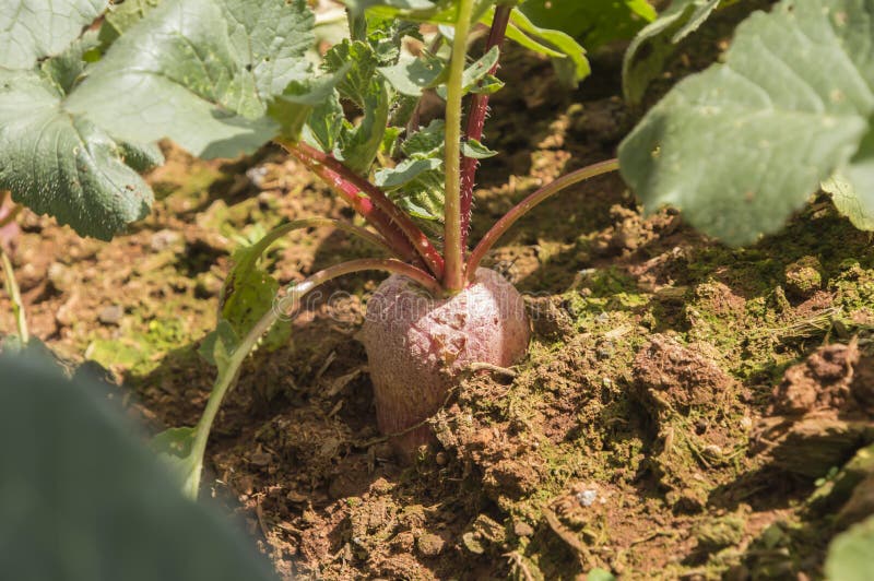 Ripe red beetroot stock image. Image of ingredient, dirt - 68681603