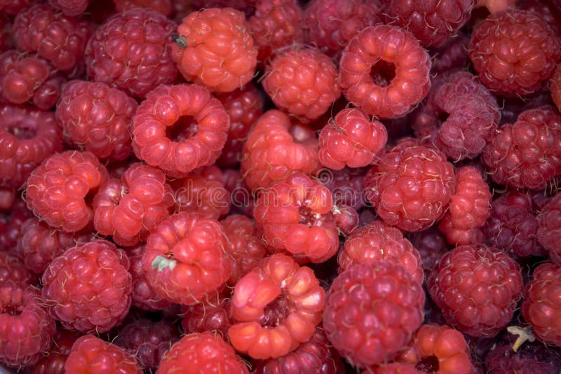 Ripe Red Berries of Wild Raspberry Close-up. Close Up of Wild ...