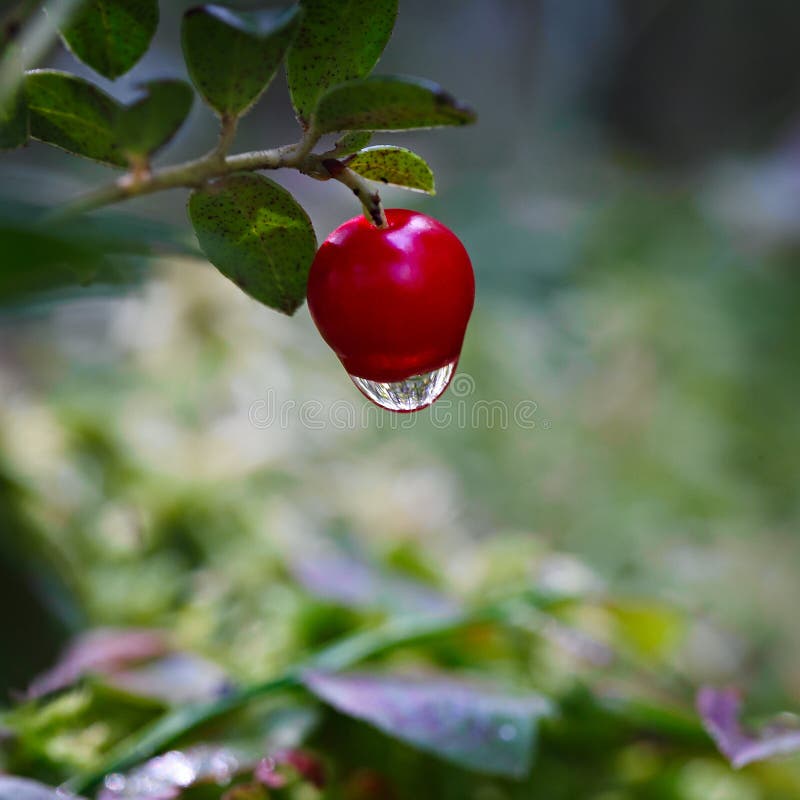 Ripe red bilberry stock image. Image of fruit, closeup - 35862915