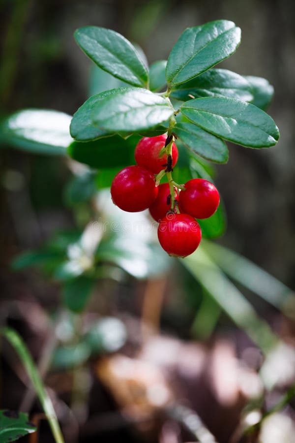 Ripe red bilberry stock image. Image of food, blueberry - 35863245