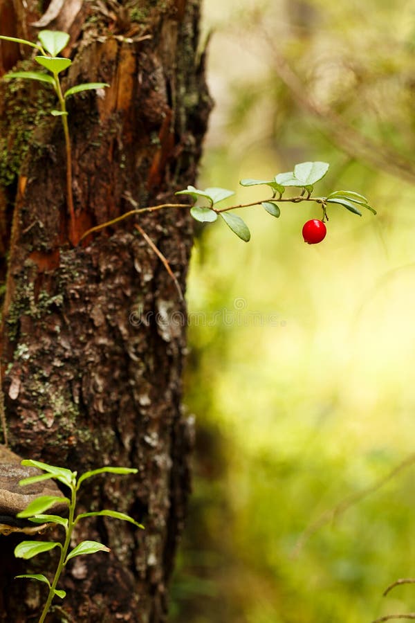 Ripe red bilberry stock photo. Image of autumn, cowberry - 35863960