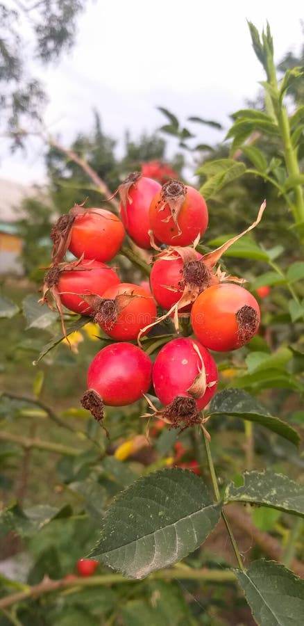 Ripe Red Briar Fruit on a Branch with Leaves Stock Image - Image of ...