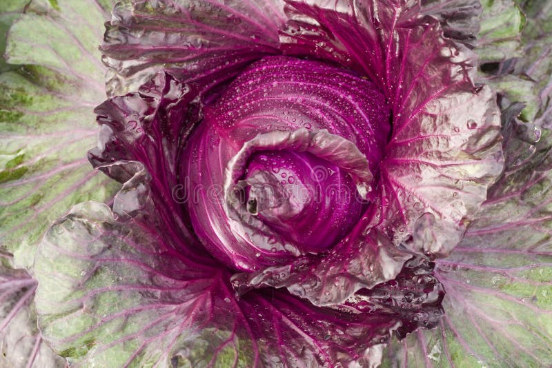 Ripe Red Cabbage in the Garden Stock Image - Image of crop, healthy ...