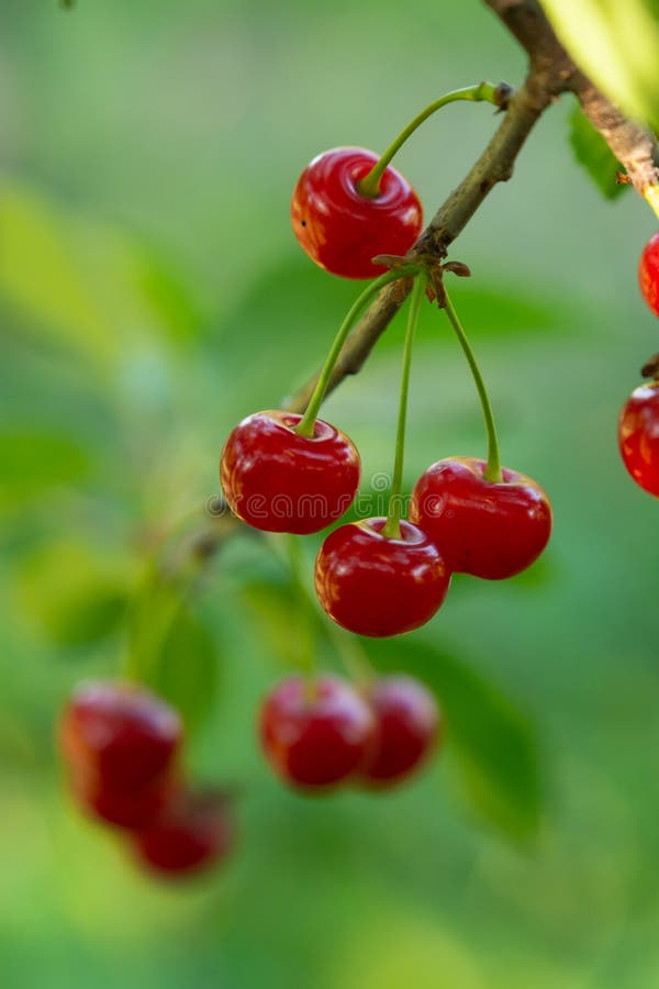 Ripe Red Cherries on the Branch Stock Image - Image of round, sour ...