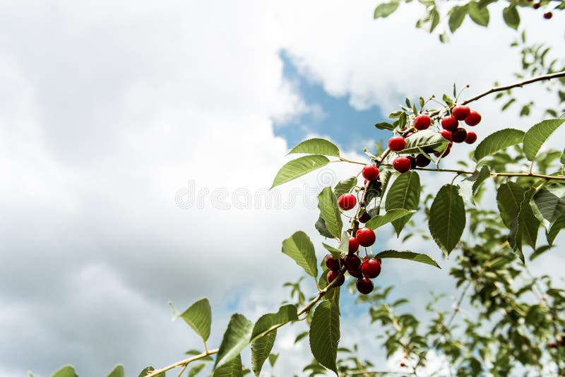 Ripe Red Cherries on a Cherry Tree Branches Stock Photo - Image of ...