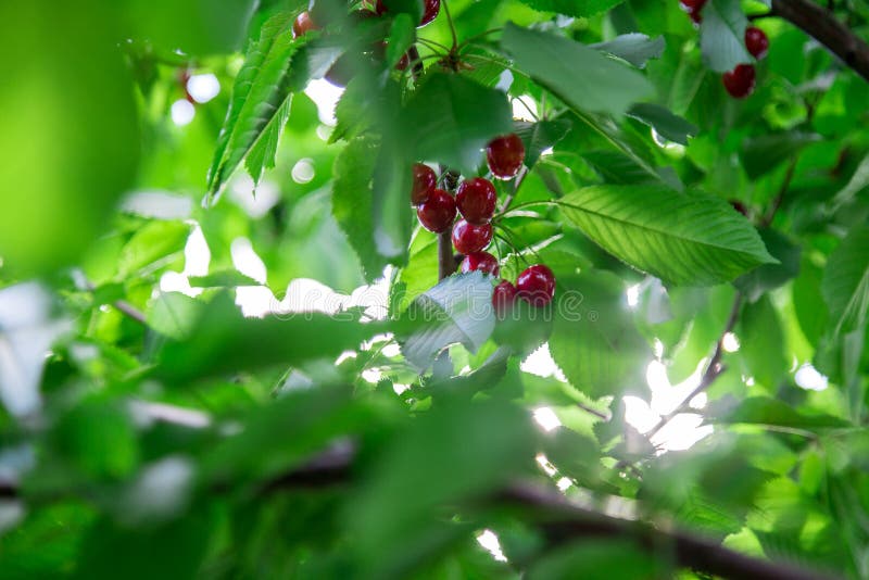 Ripe Red Cherries Hanging From A Cherry Tree Branch Harvest In Early