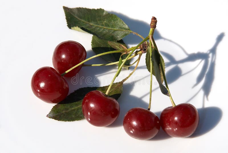 Ripe Red Cherries with Shadow Stock Photo - Image of green, fresh: 10505442