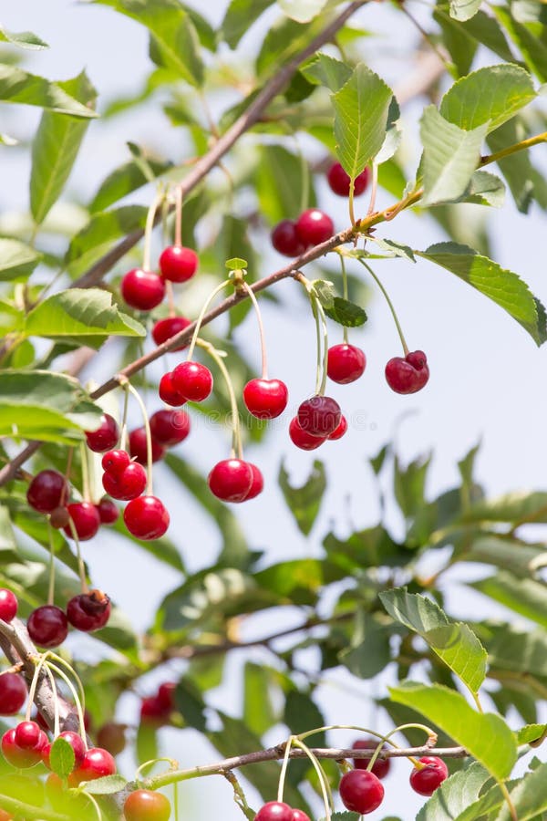 Ripe Red Cherries on a Tree Branch Stock Photo - Image of plant, farm ...