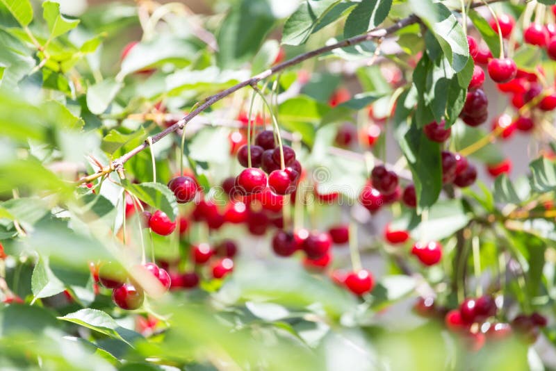 Ripe Red Cherries on a Tree Branch Stock Photo - Image of natural ...