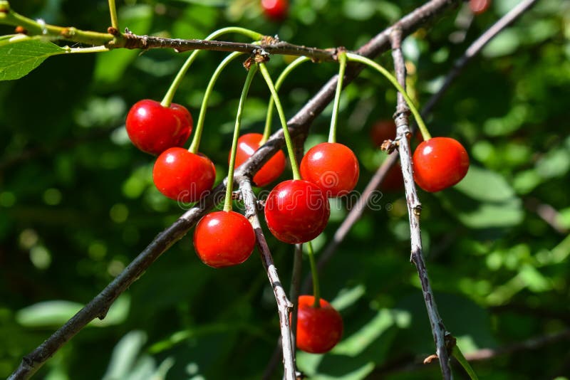 Ripe Red Cherries on a Tree Branch Close-up. Ripe Red Cherries on the ...