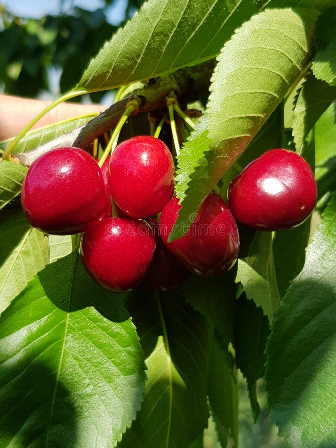 Ripe Red Cherries on a Tree Branch Stock Photo - Image of garden ...