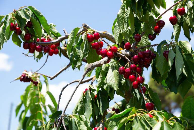 Ripe red cherries on trees stock photo. Image of sweet - 211904172