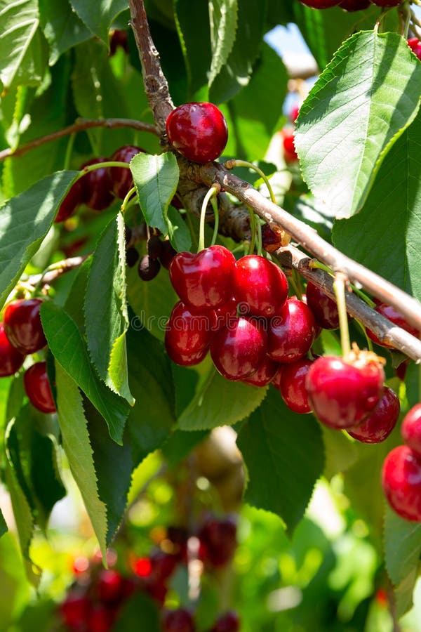 Ripe red cherries on trees stock image. Image of gardener - 227033083