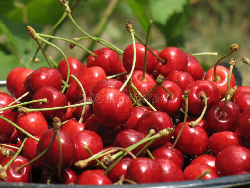 Ripe red cherry stock photo. Image of yield, gardening - 9834852