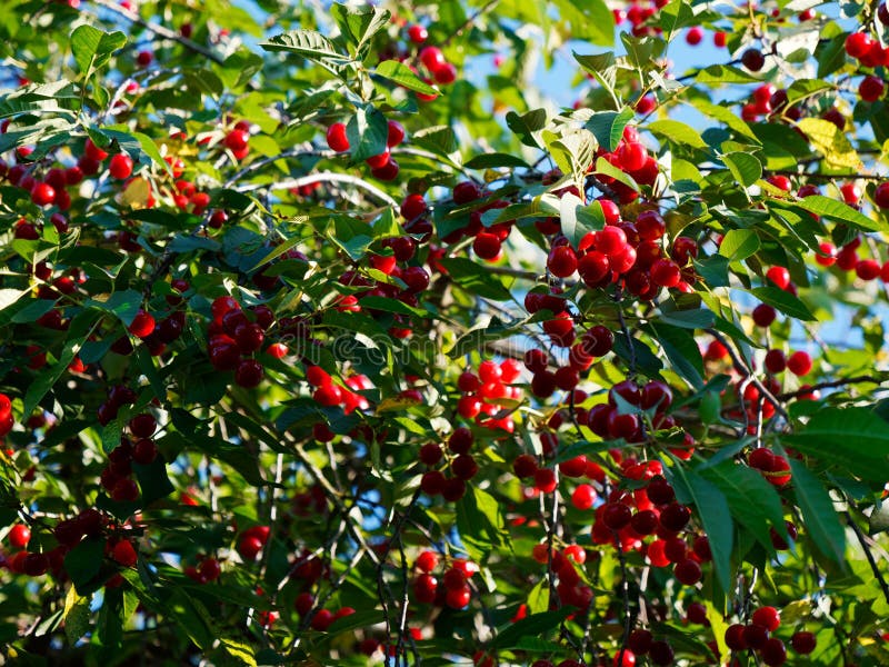 Ripe Red Cherry Fruits on Green Tree Stock Image - Image of growth ...