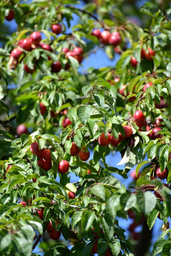 Ripe Red Cherry Plum (Prunus Cerasifera) Stock Image - Image of ripened ...