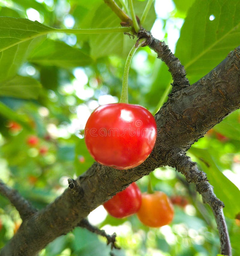 Ripe Red Cherry, Ready To Harvest from the Tree Stock Image - Image of ...