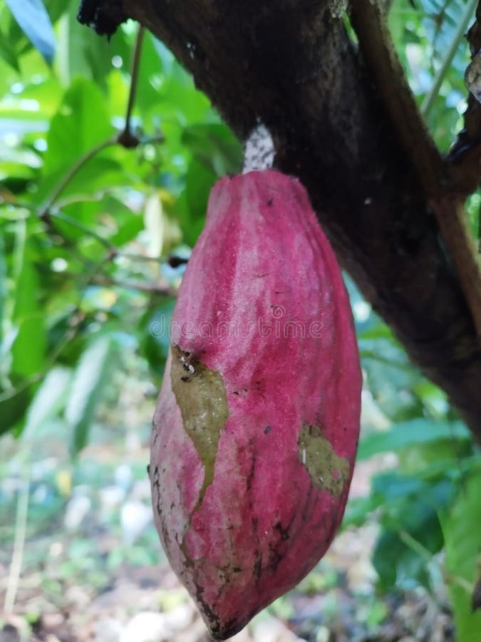 Ripe Red Cocoa Pod Growing on Tree Stock Image - Image of chocolate ...