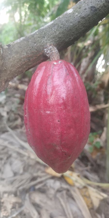 Ripe Red Cocoa Pods on the Tree Stock Photo - Image of tree, pods ...