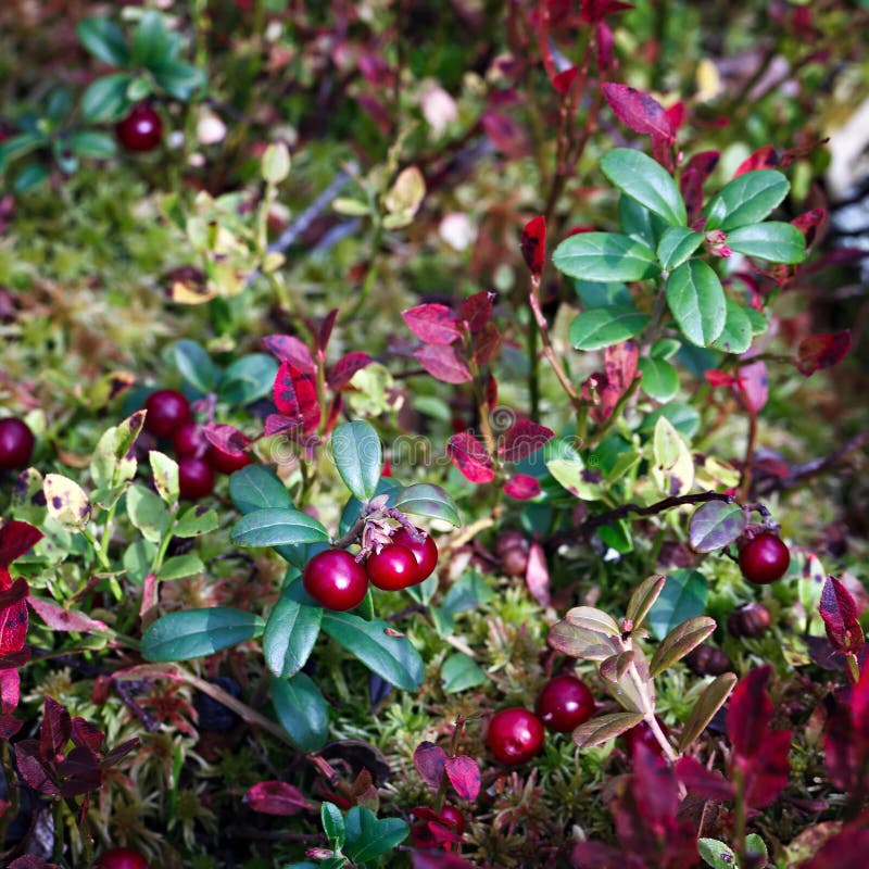 Ripe red cowberry bush stock image. Image of bush, food - 61142165