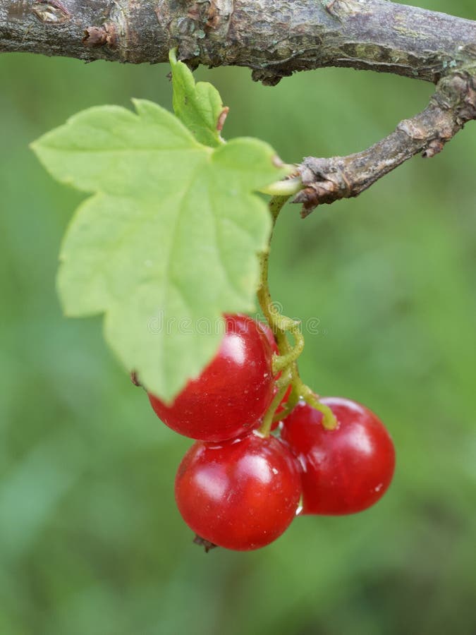 Ripe Red Currant Berries, Close-up. a Bunch of Red Berries on a Branch ...