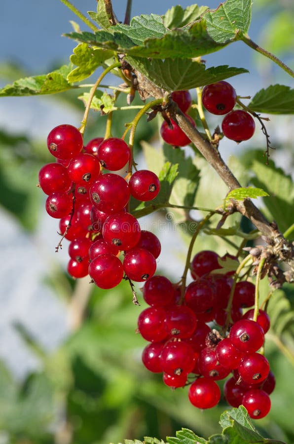 Ripe Red Currant Berries in the Garden Stock Photo - Image of shrub ...