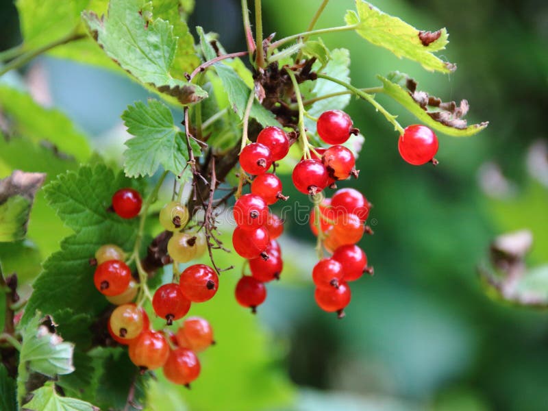 Ripe Red Currant Berries with Green Branch Background Stock Image ...