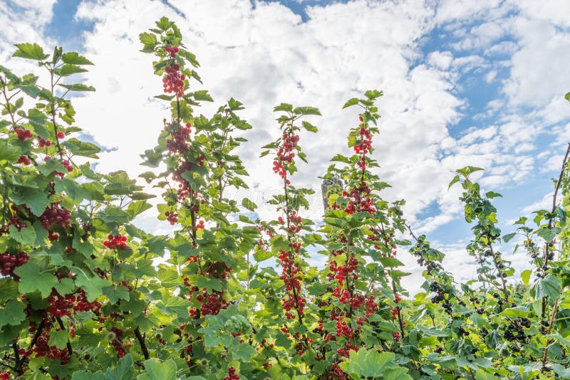 Ripe Red Fruits on a Currant Bush Stock Photo - Image of fruit, summer ...