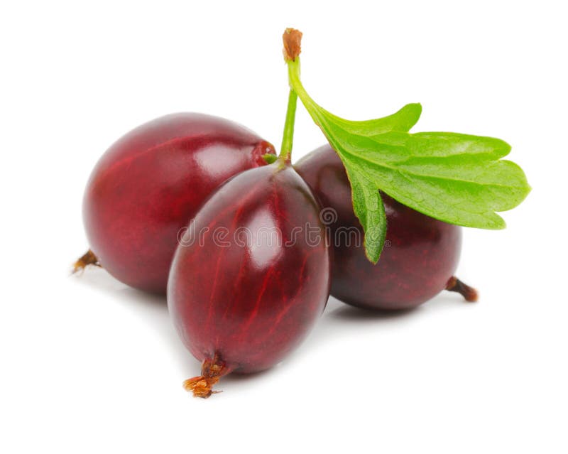 Plums stock photo. Image of plums, composition, plum - 10444424