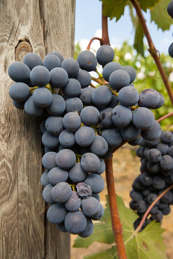 Ripe Red Grape Clusters on the Vine. Stock Image - Image of agriculture ...