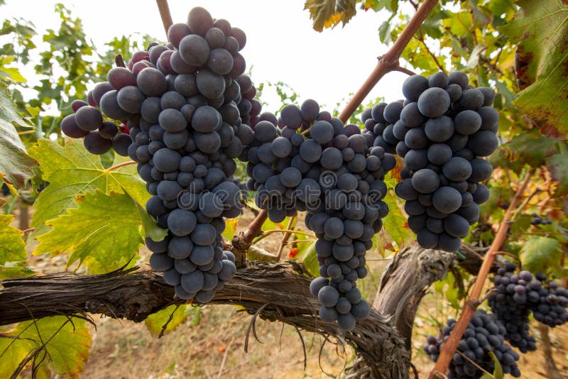 Ripe Red Grape Clusters on the Vine. Stock Photo - Image of fruit, noir ...