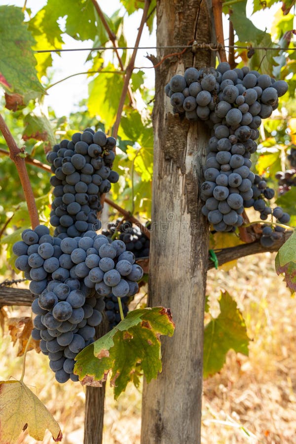 Ripe Red Grape Clusters on the Vine. Stock Photo - Image of agriculture ...