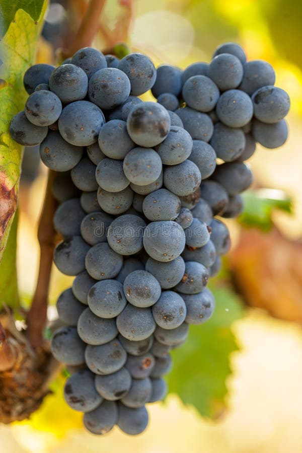 Ripe Red Grape Clusters on the Vine. Stock Image - Image of leaf, pinot ...