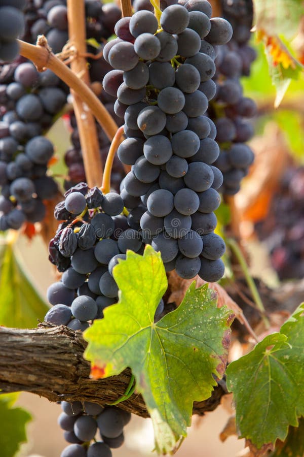 Ripe Red Grape Clusters on the Vine. Stock Image - Image of pinot ...