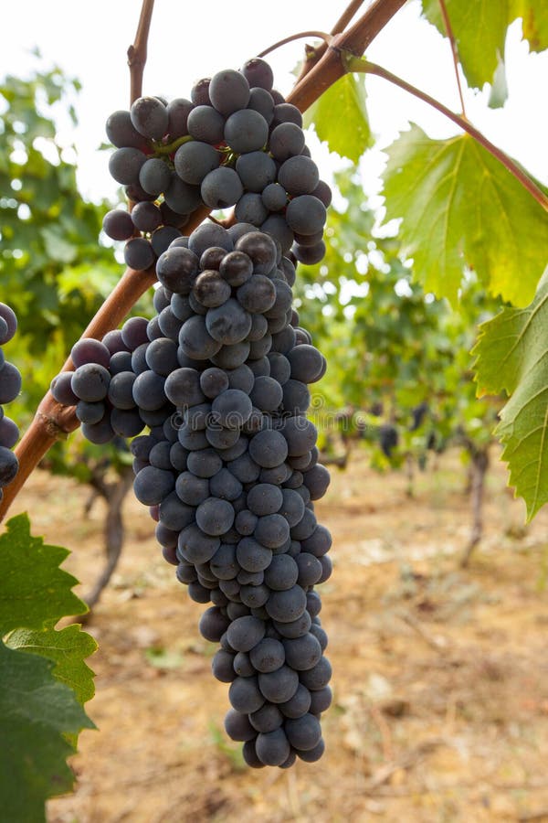Ripe Red Grape Clusters on the Vine. Stock Photo - Image of grape ...
