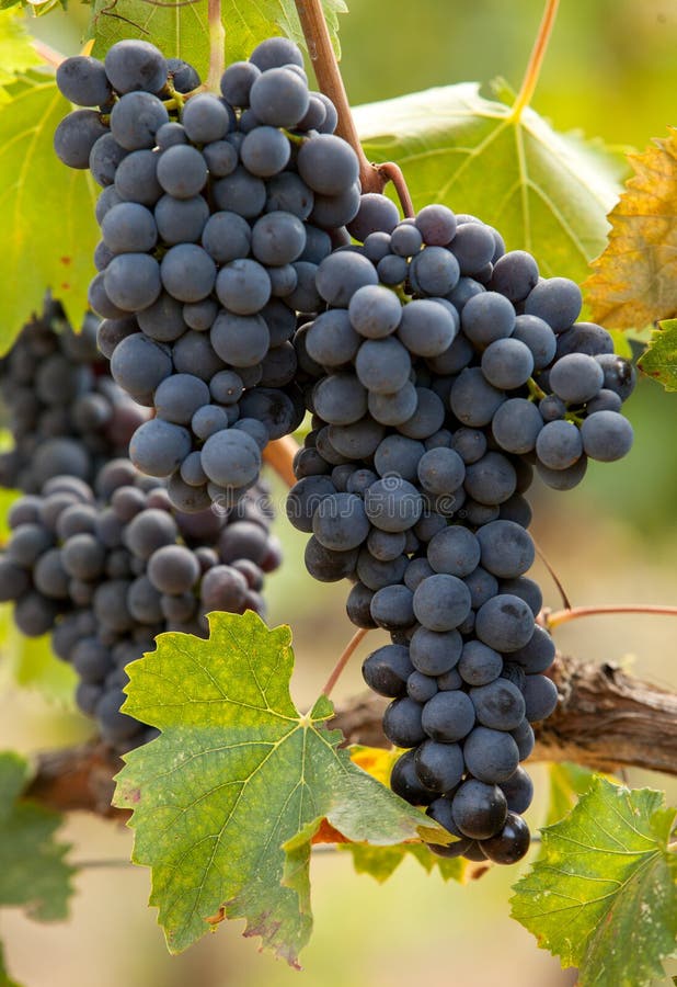 Ripe Red Grape Clusters on the Vine. Stock Photo - Image of landscaped ...