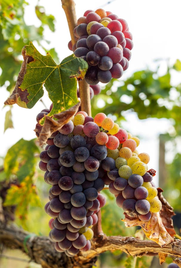 Ripe Red Grape Clusters on the Vine. Stock Image - Image of cabernet ...