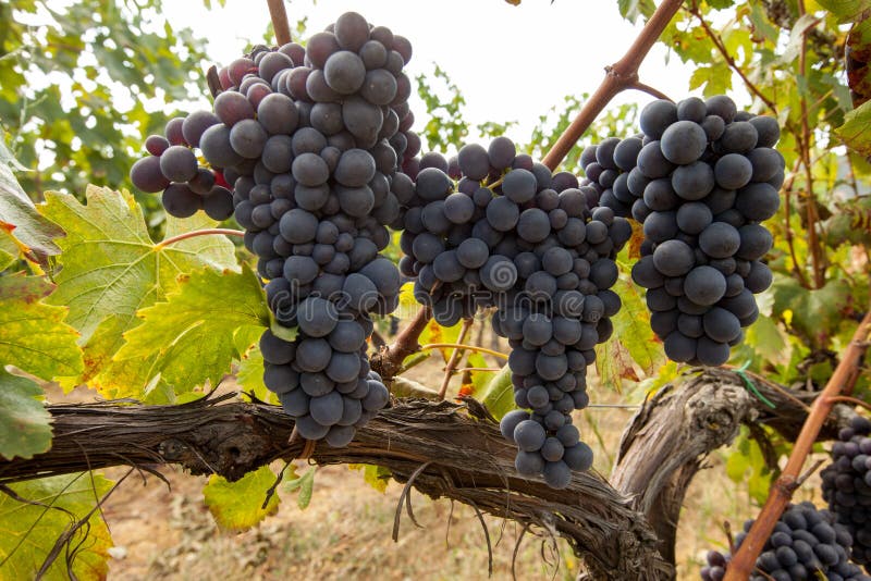 Ripe Red Grape Clusters on the Vine Stock Image - Image of ripening ...