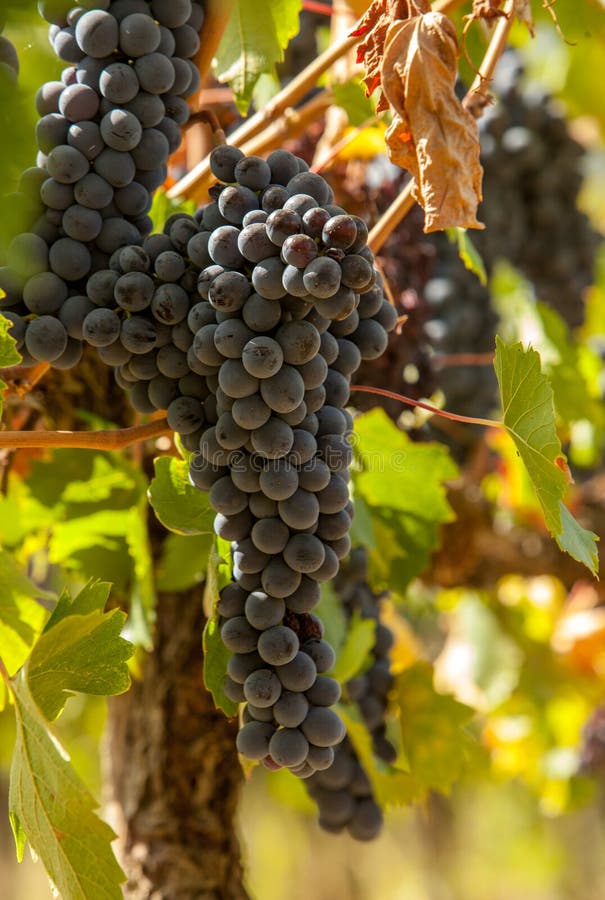 Ripe Red Grape Clusters on the Vine. Stock Photo - Image of montalcino ...