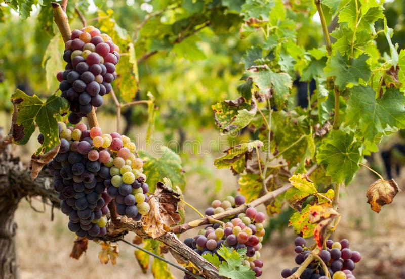 Ripe Red Grape Clusters on the Vine. Stock Image - Image of fruit ...