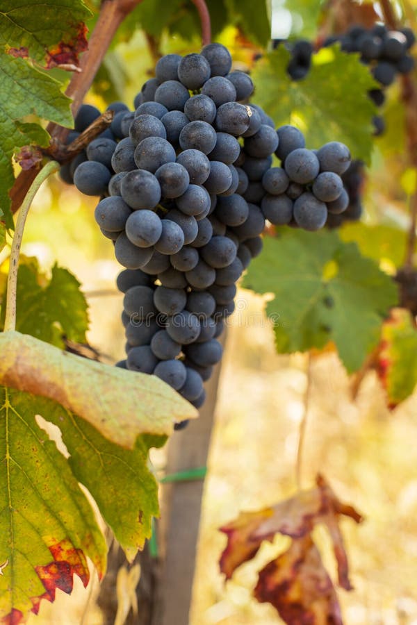 Ripe Red Grape Clusters on the Vine. Stock Photo - Image of italy ...